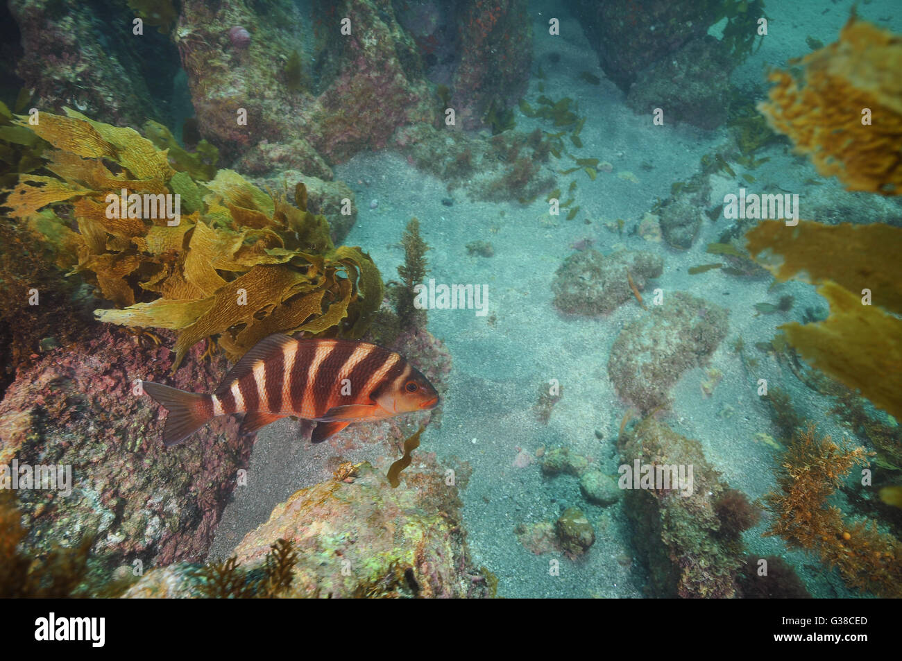 Red moki from above Stock Photo - Alamy