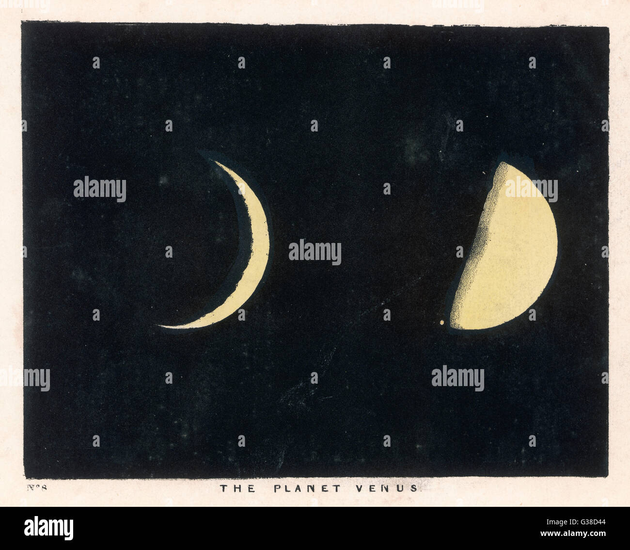 Blunt venus plate hi-res stock photography and images - Alamy