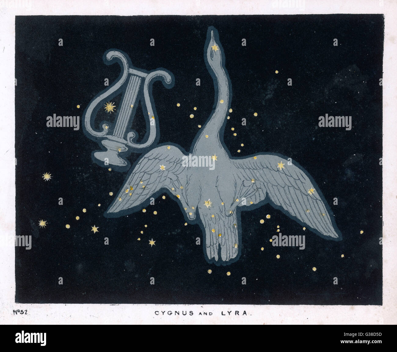 Cygnus The Swan Constellation