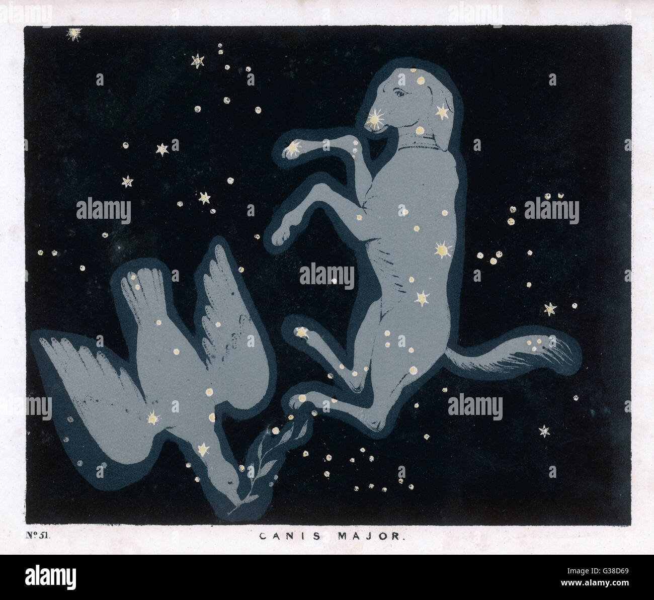 BLUNT/CANIS MAJOR/PL 51 Stock Photo - Alamy