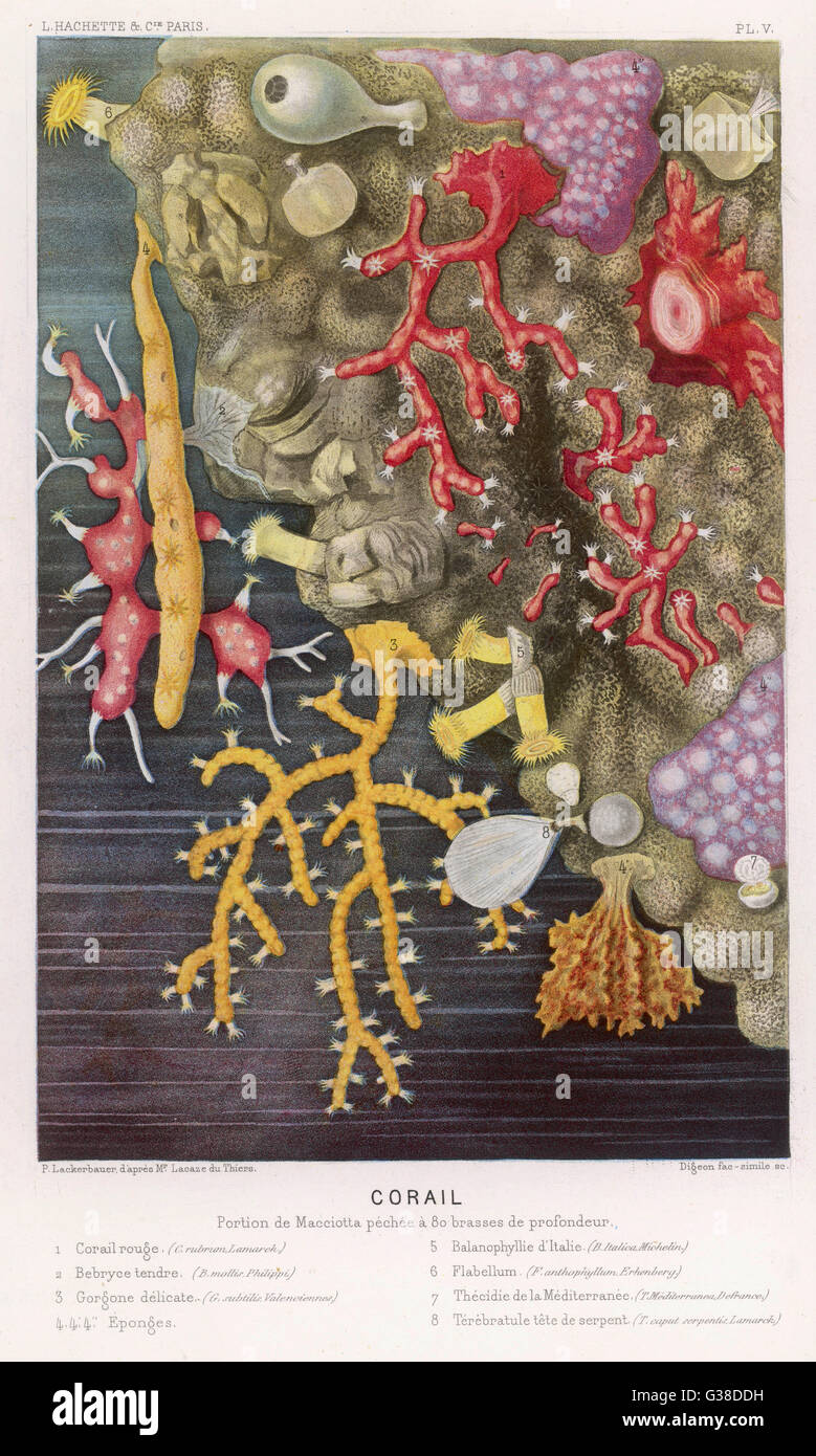 Types of coral hi-res stock photography and images - Alamy