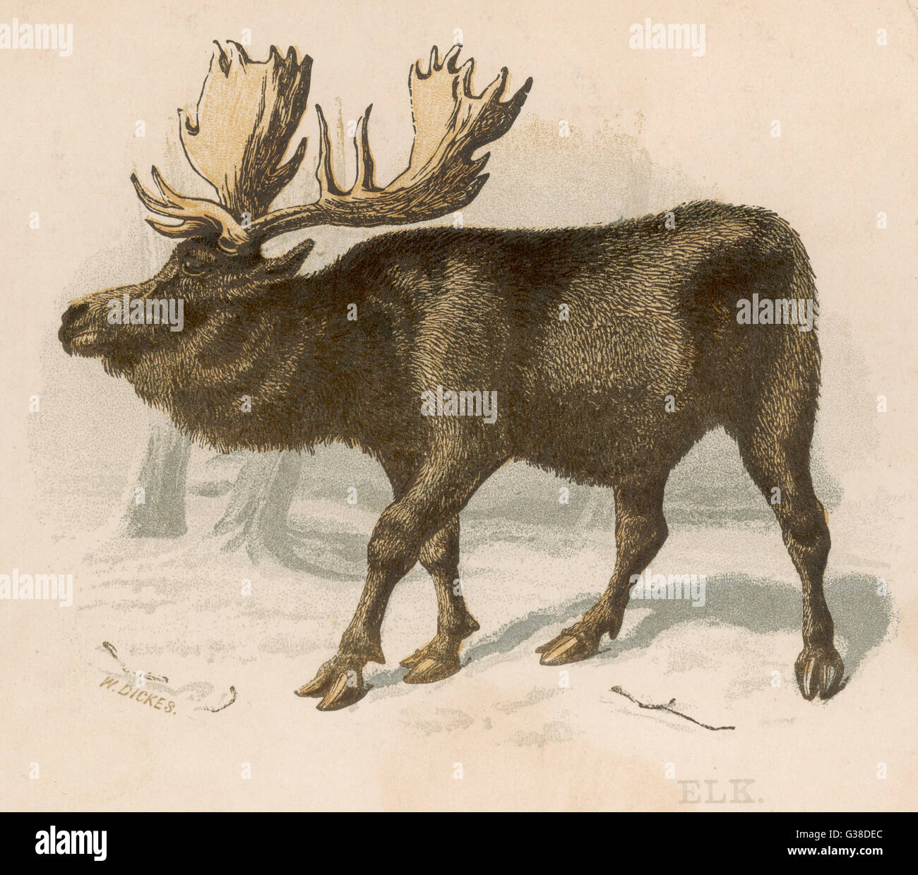 Moose History Historical High Resolution Stock Photography and Images ...