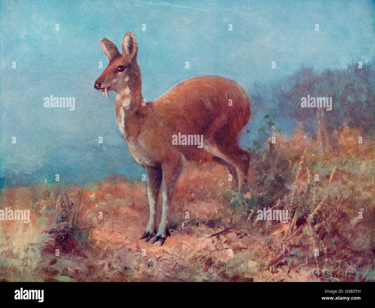 Moschus Moschiferus High Resolution Stock Photography and Images - Alamy