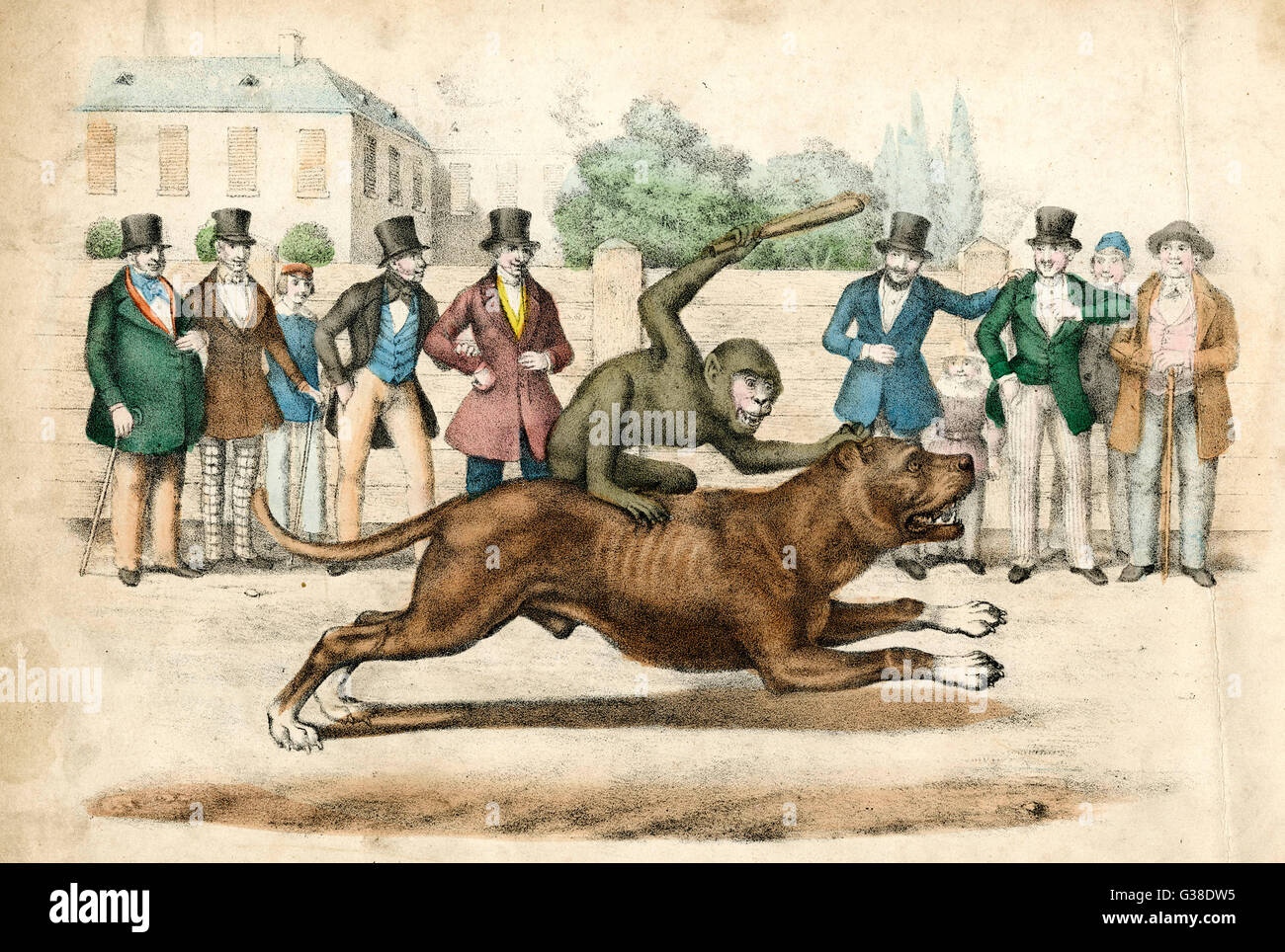 Monkey riding dog hi-res stock photography and images - Alamy