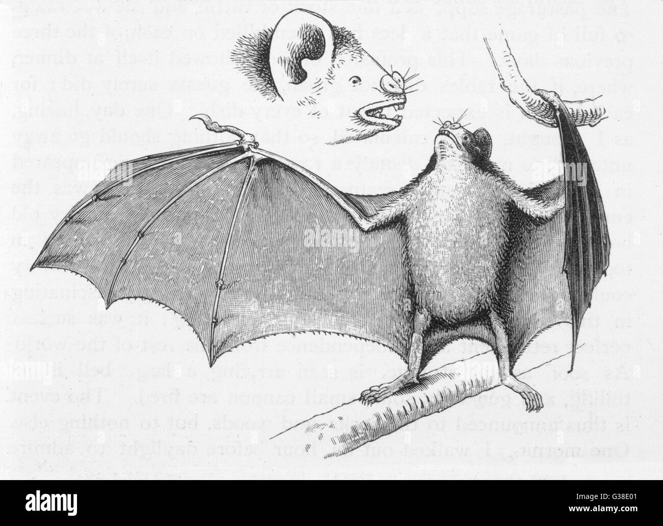 Bats darwin hi-res stock photography and images - Alamy