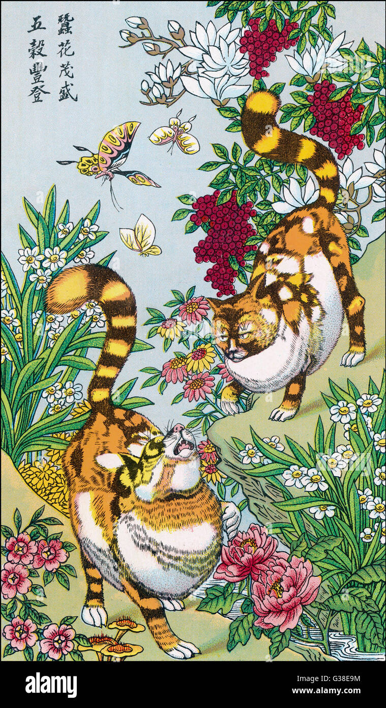 MAGIC CATS OF CHINA Stock Photo - Alamy