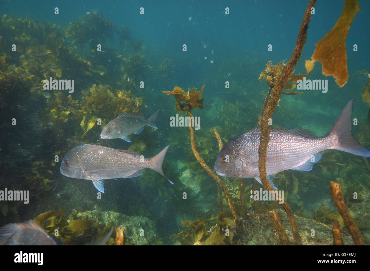 Australasian snapper pagrus auratus hi-res stock photography and images ...