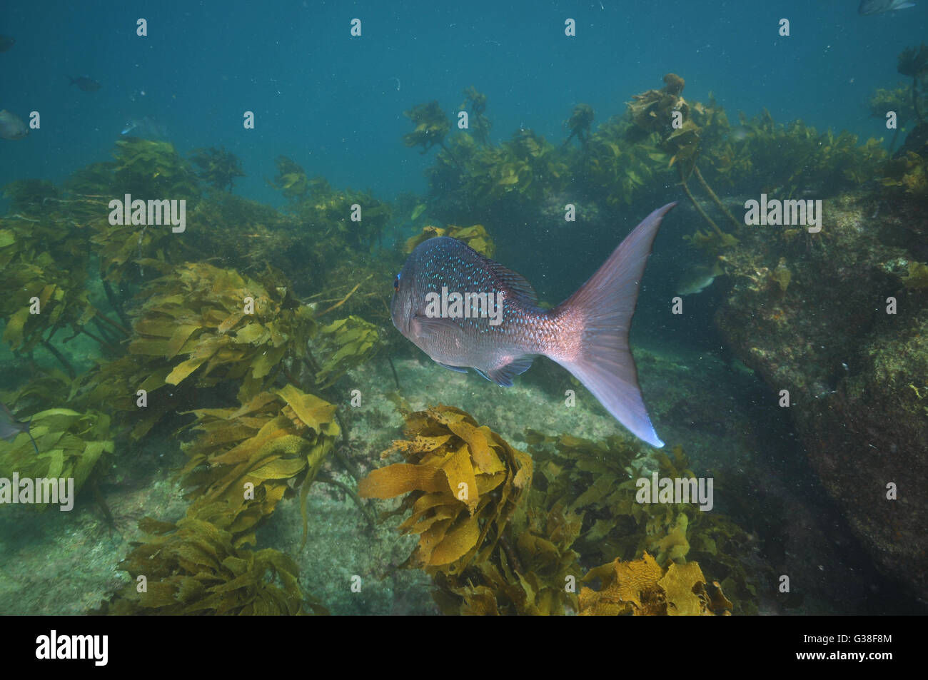 Silver snapper hi-res stock photography and images - Alamy