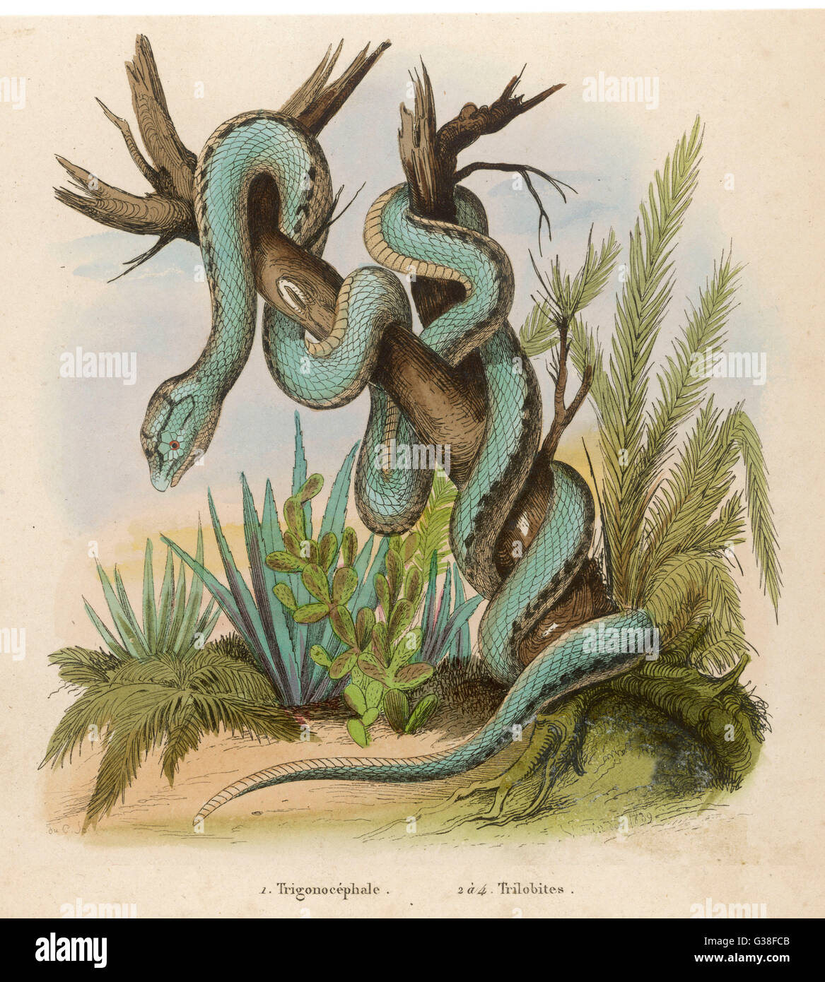 Snake - Trimeresurus trigonocephalus Stock Photo - Alamy