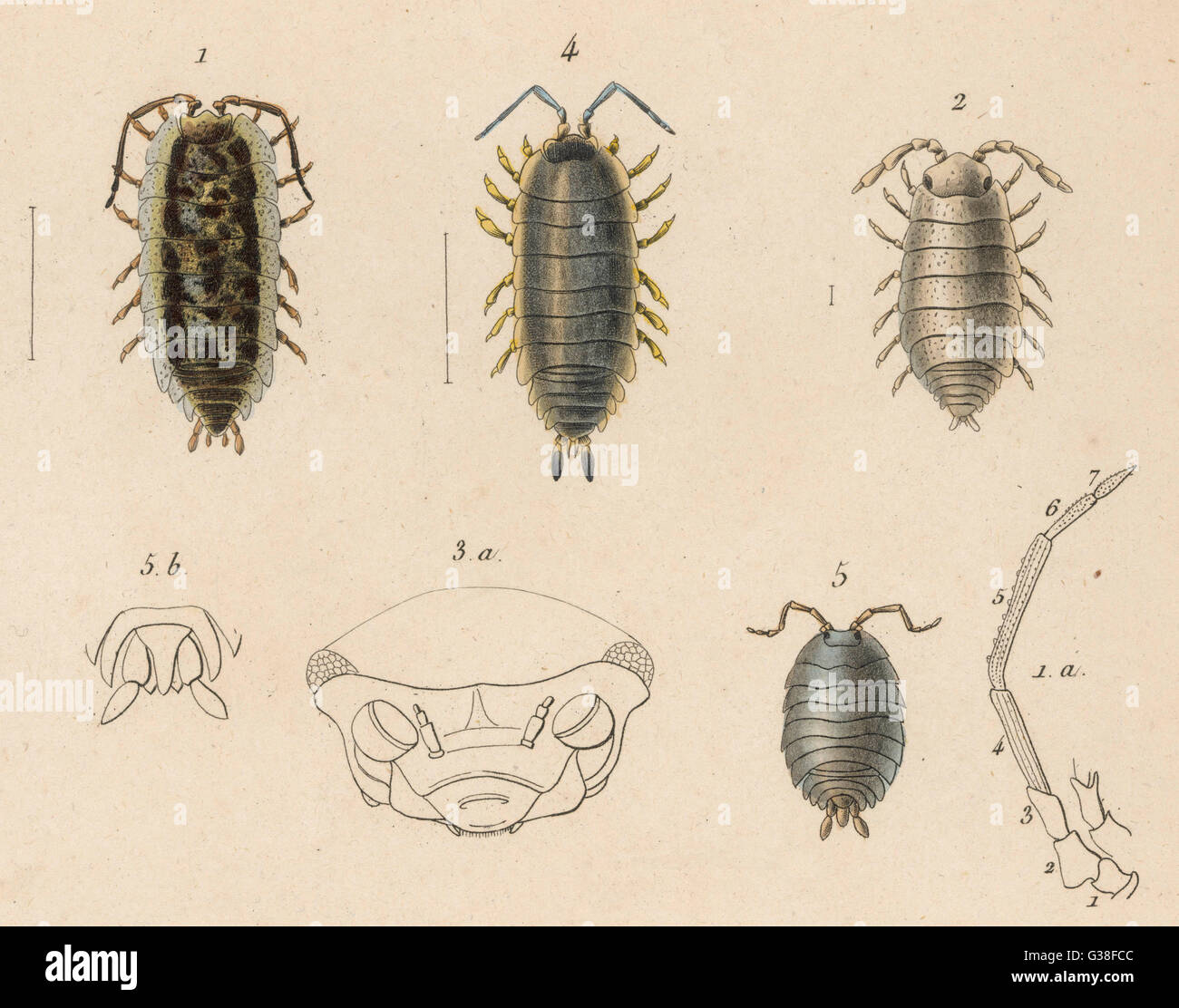 Insects various hi-res stock photography and images - Alamy