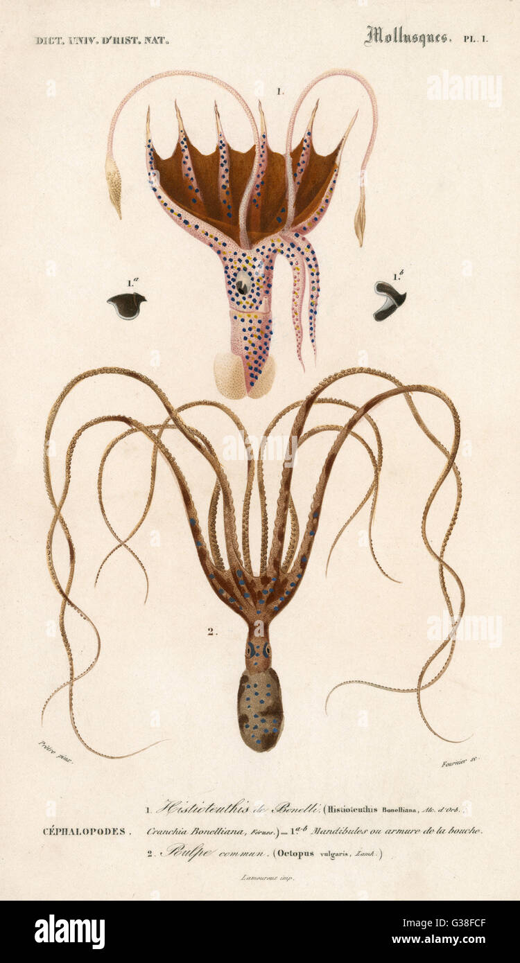 TWO TYPES OF OCTOPODES Stock Photo - Alamy