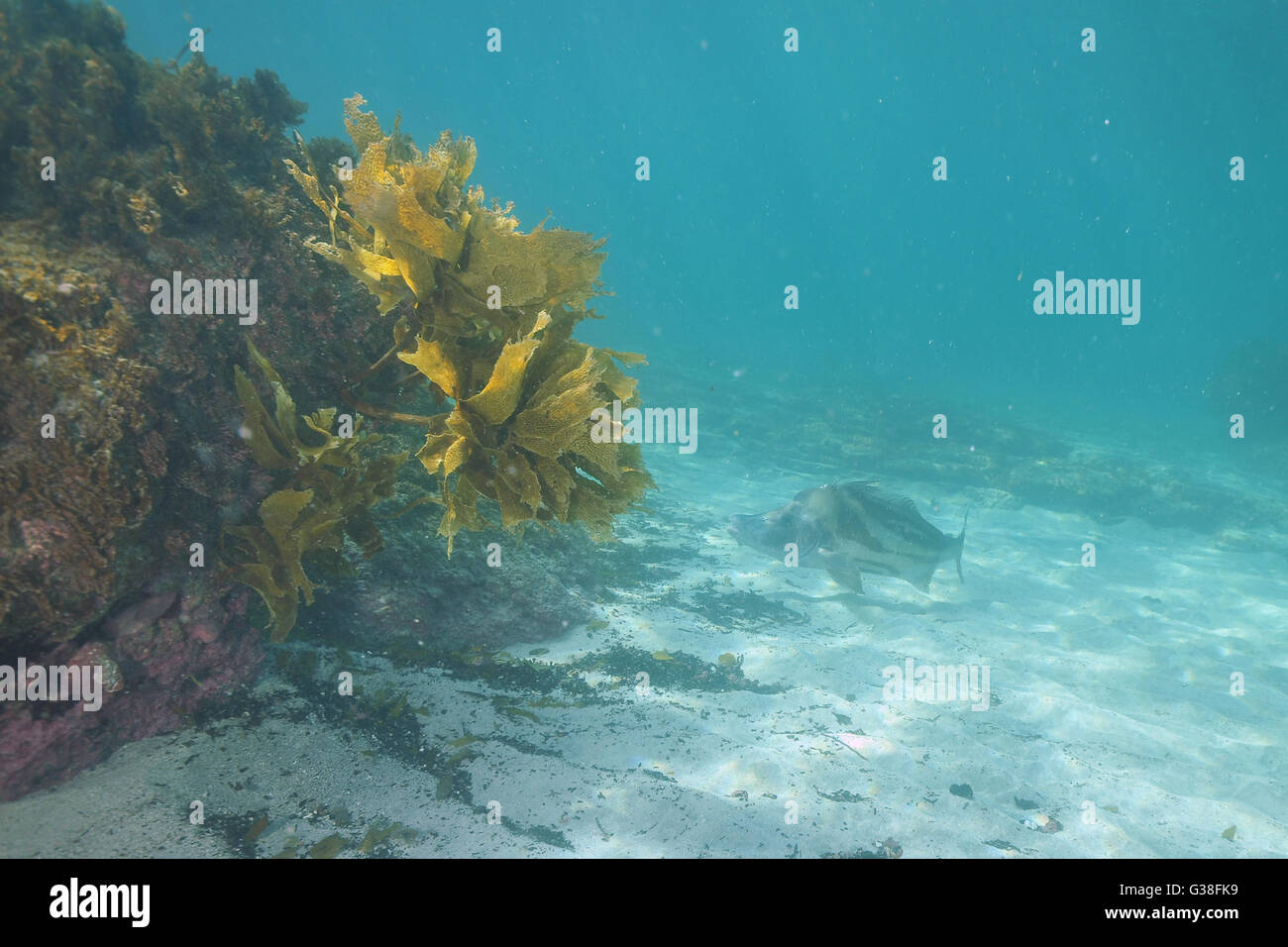 Giant boarfish hi-res stock photography and images - Alamy