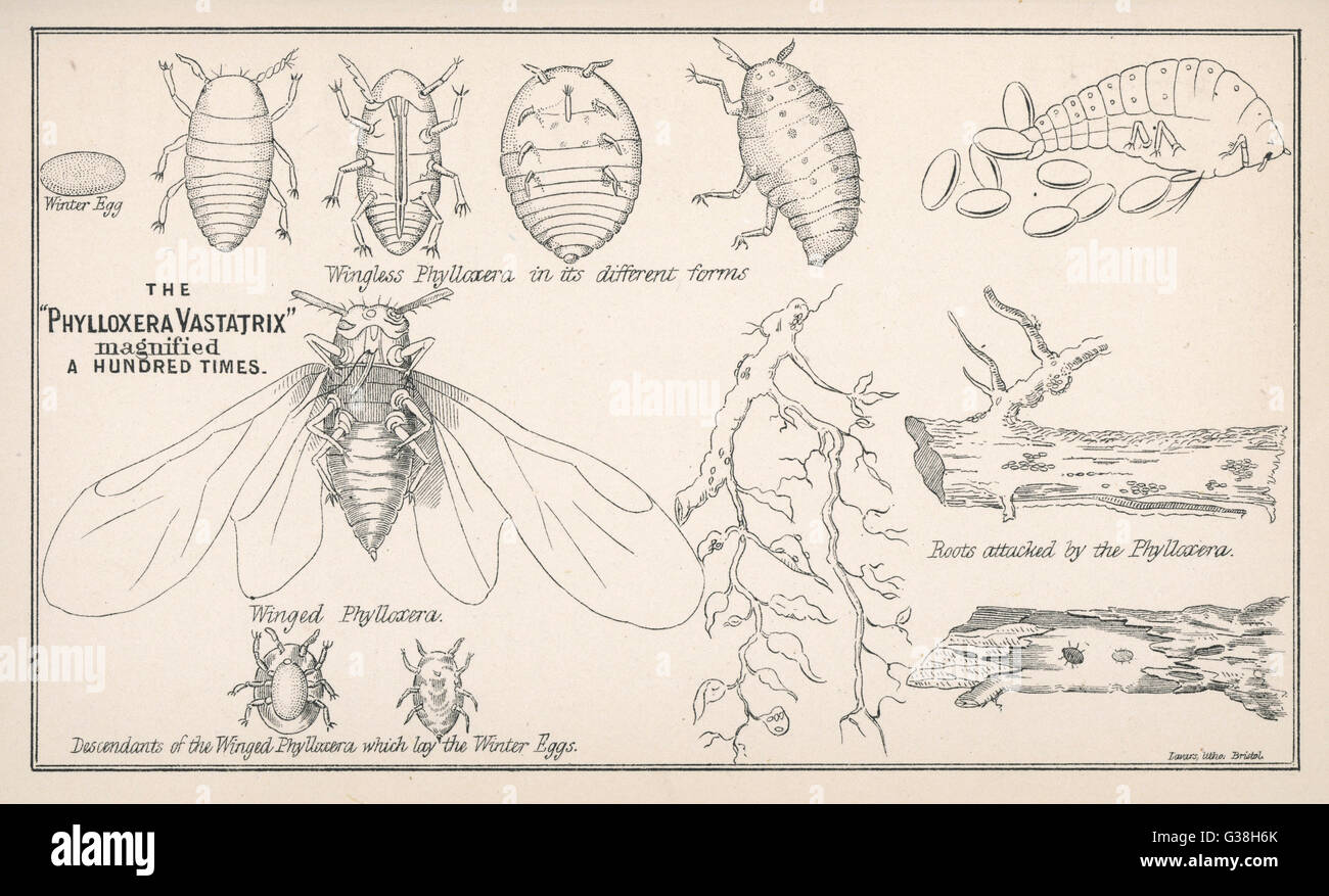 Phylloxera High Resolution Stock Photography and Images - Alamy
