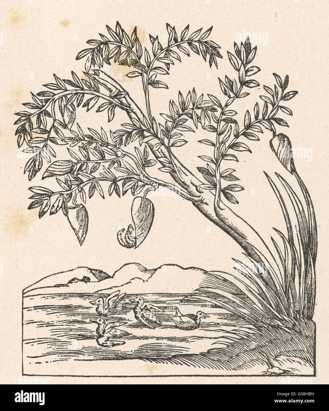 SPONTANEOUS GEESE -2 Stock Photo - Alamy