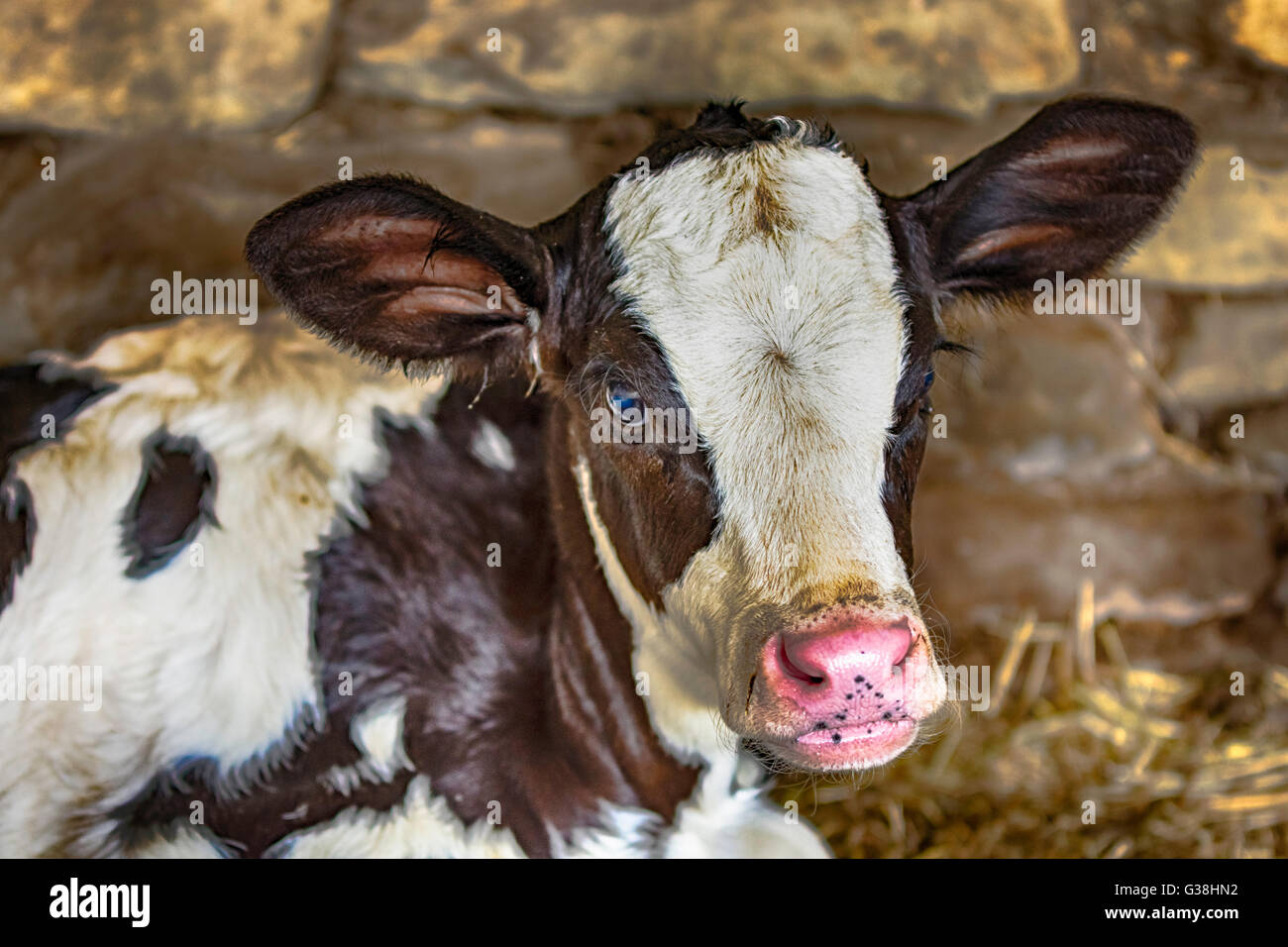 New black and white baby Holstein calf Stock Photo - Alamy