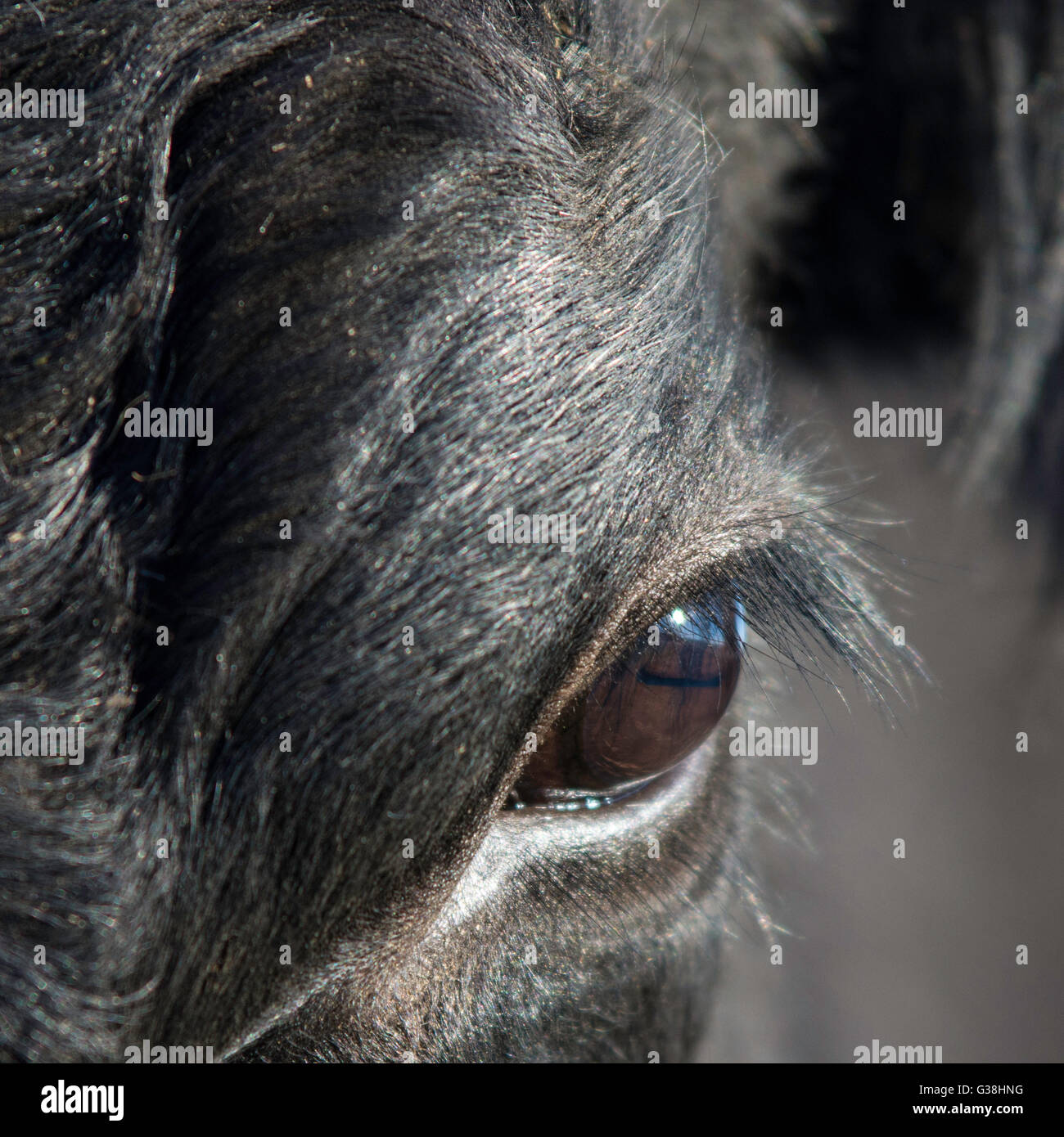 Anguss hi-res stock photography and images - Alamy