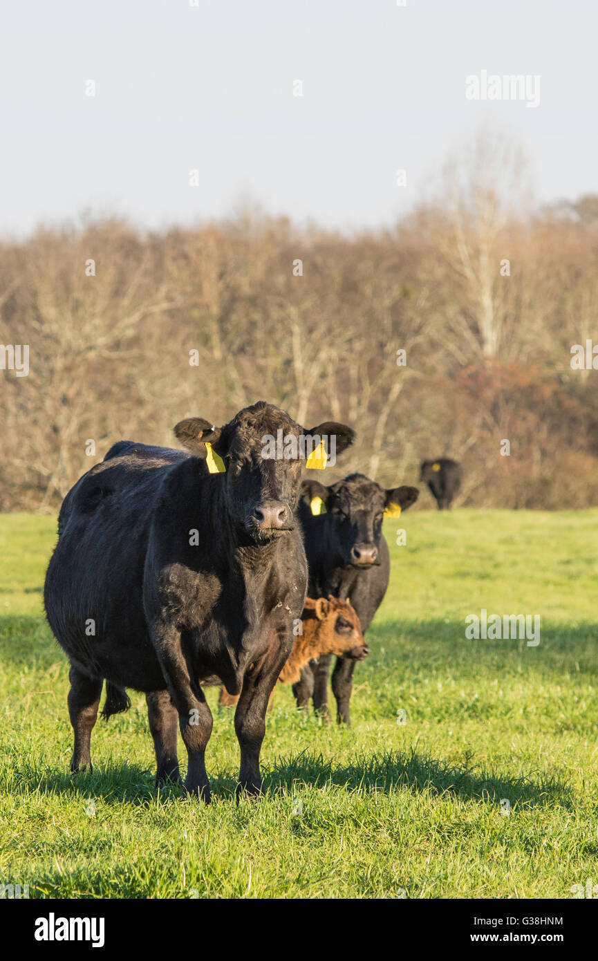 Two Angus cows and a calf in green rye grass pasture in February ...