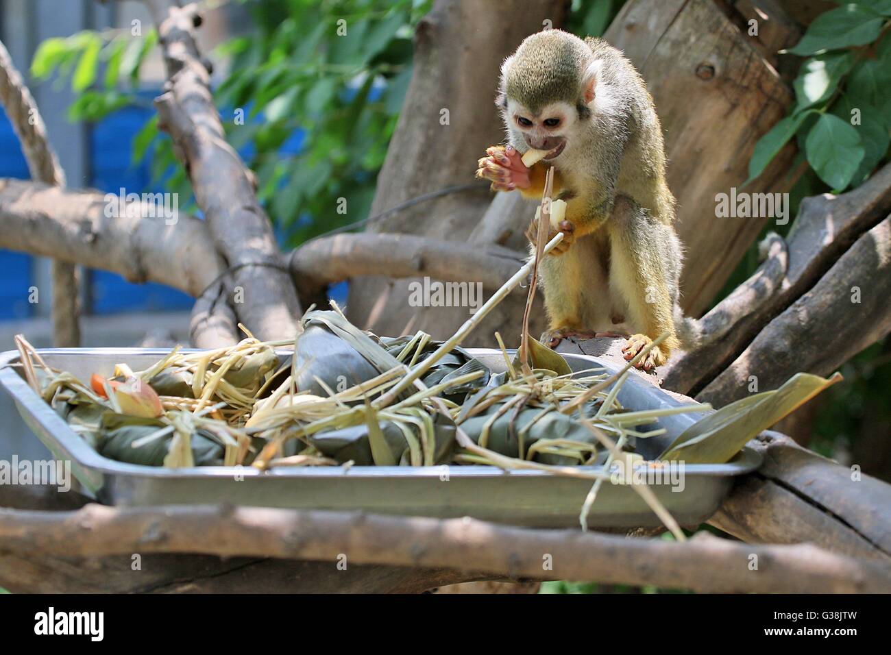 Yantai, China's Shandong Province. 9th June, 2016. A squirrel monkey ...