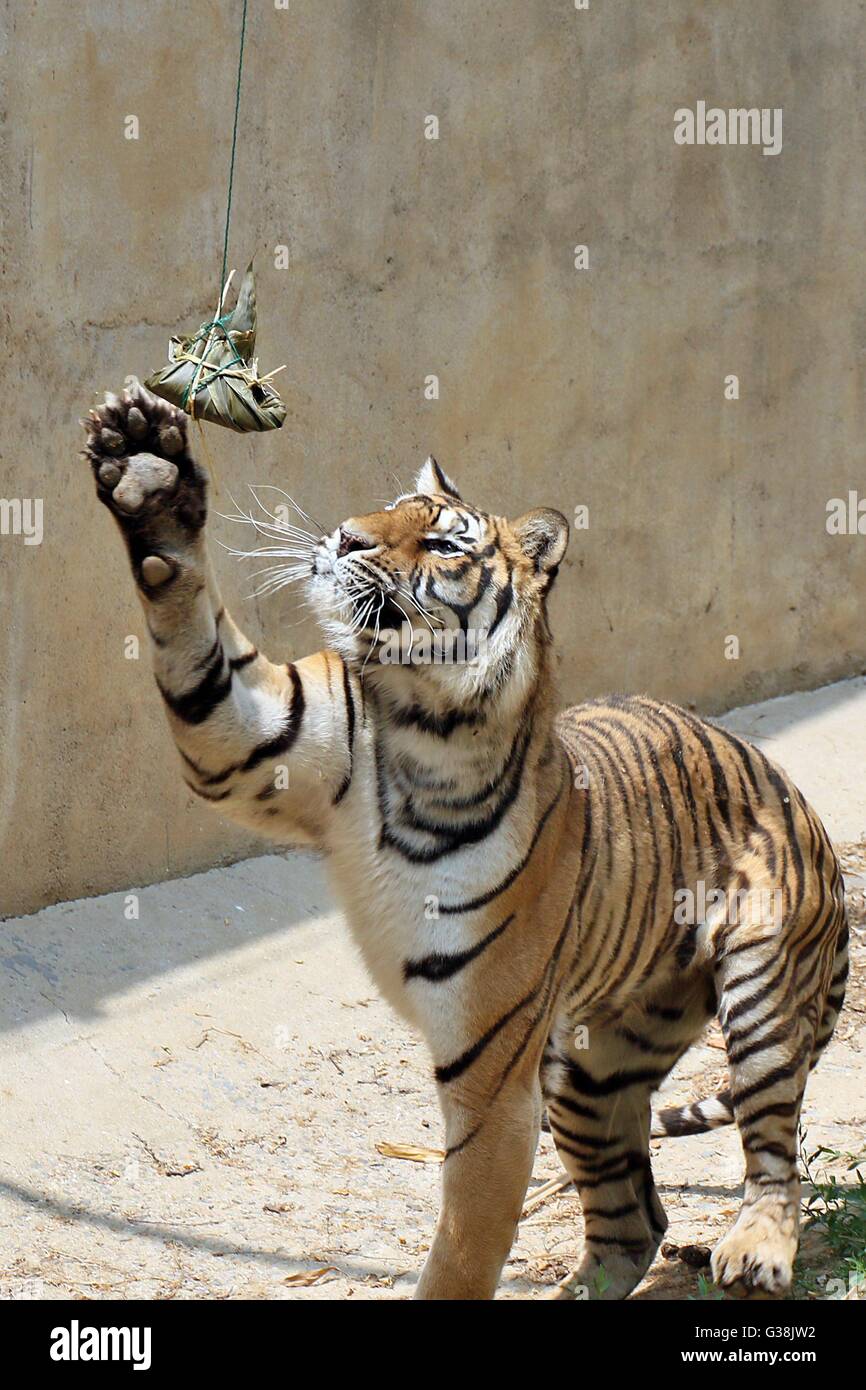 Yantai, China's Shandong Province. 9th June, 2016. A Siberian tiger ...