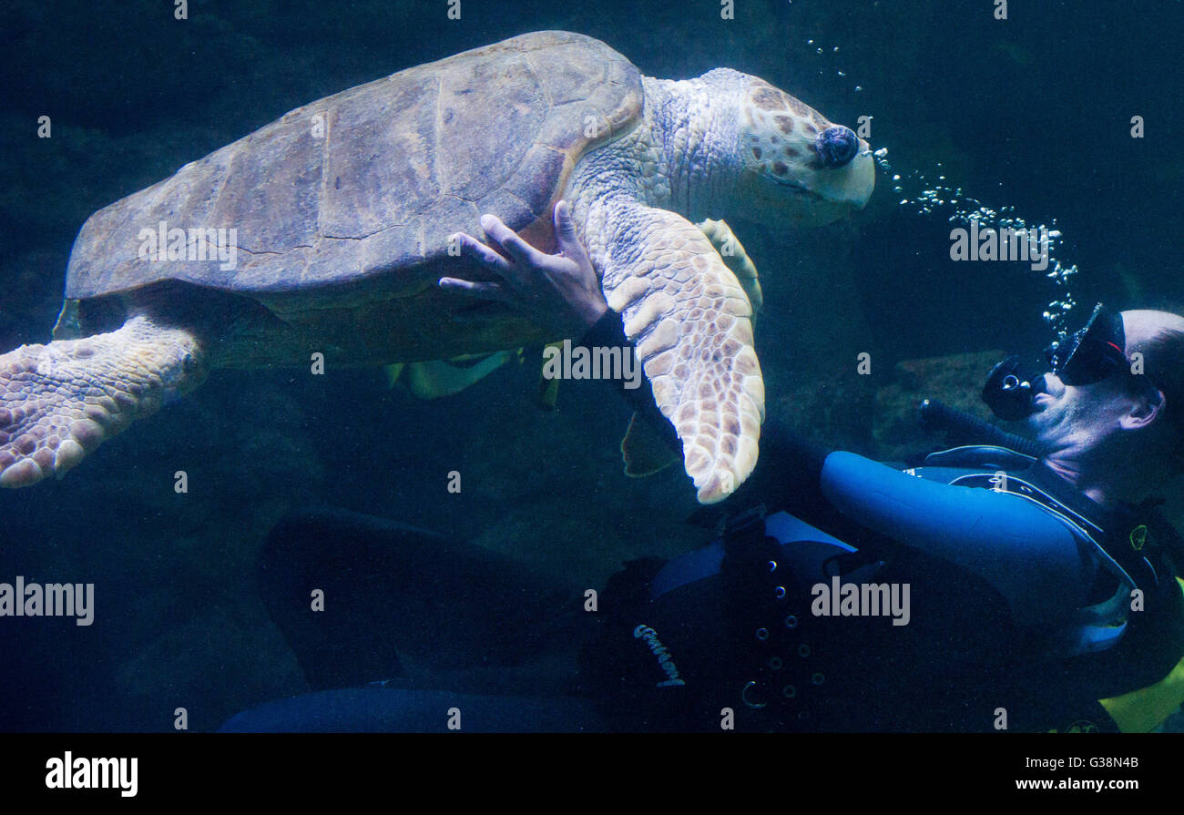 Stralsund, Germany. 09th June, 2016. A diver plays with a loggerhead ...