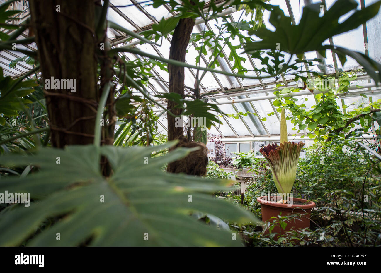 Berlin, Germany. 09th June, 2016. The titan arum, the largest tree in ...