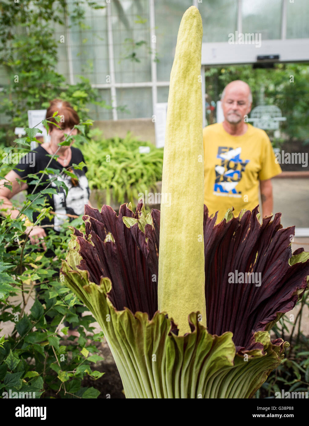 Berlin, Germany. 09th June, 2016. The titan arum, the largest tree in ...