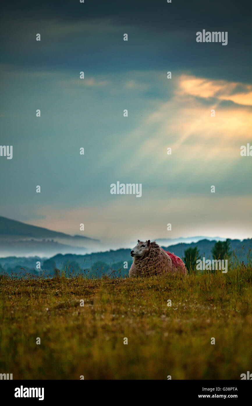 Lone sheep on an upland sheep farm with the suns rays and beautiful ...