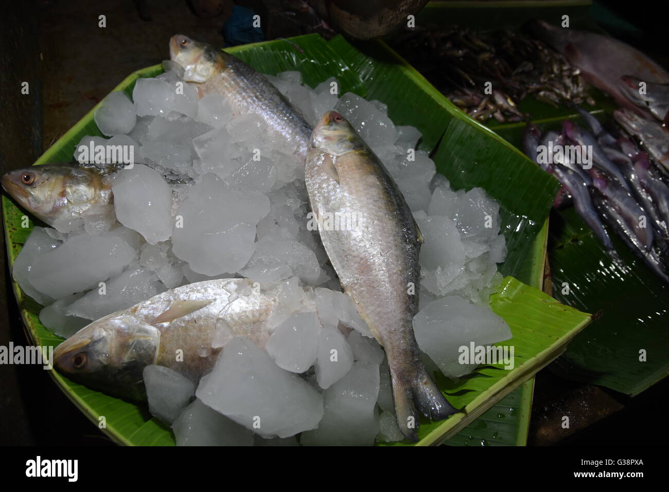 Kolkata, India. 09th June, 2016. Huge quantities of hilsa fish have ...