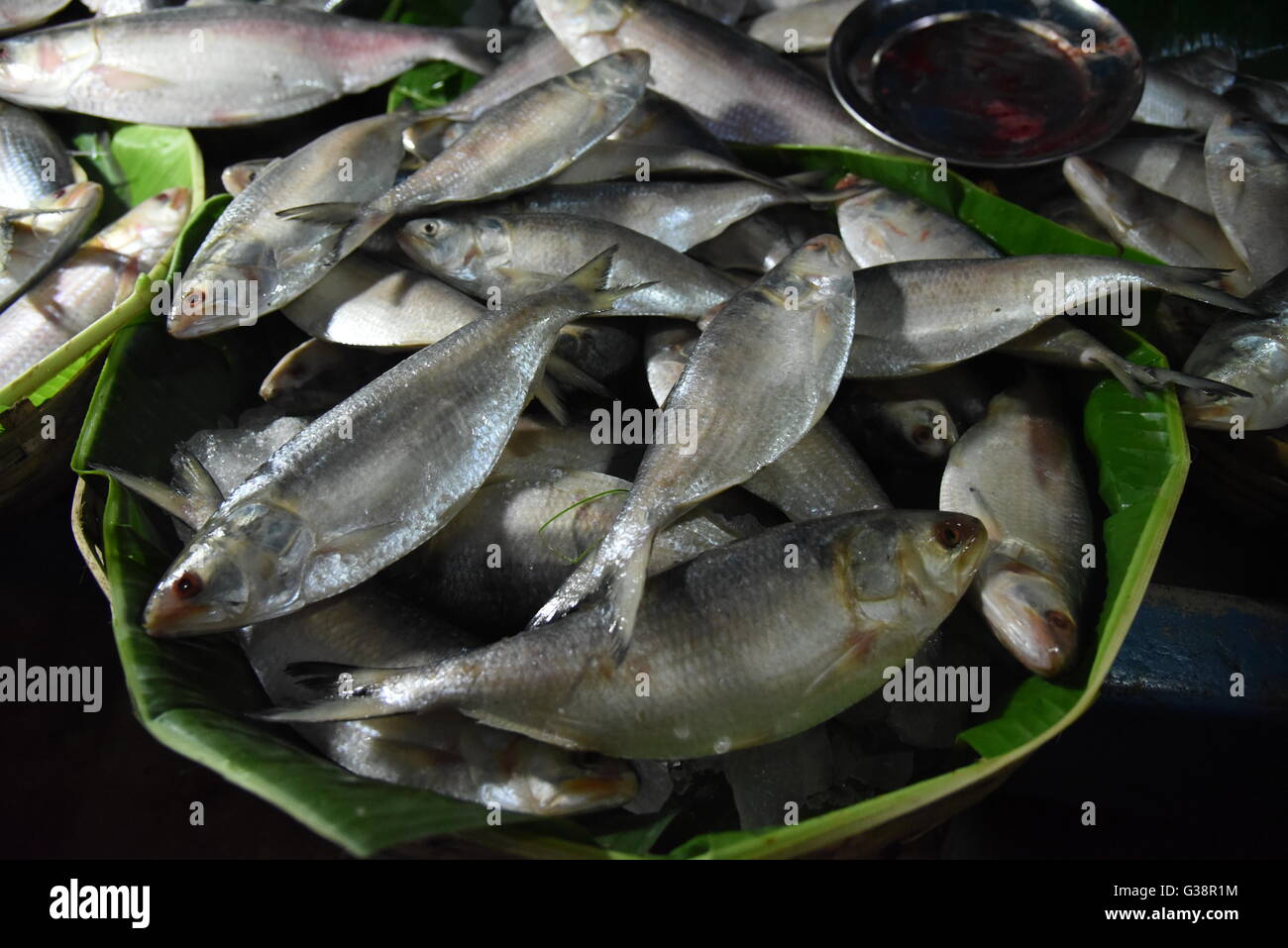Kolkata, India. 09th June, 2016. Huge quantities of hilsa fish have ...
