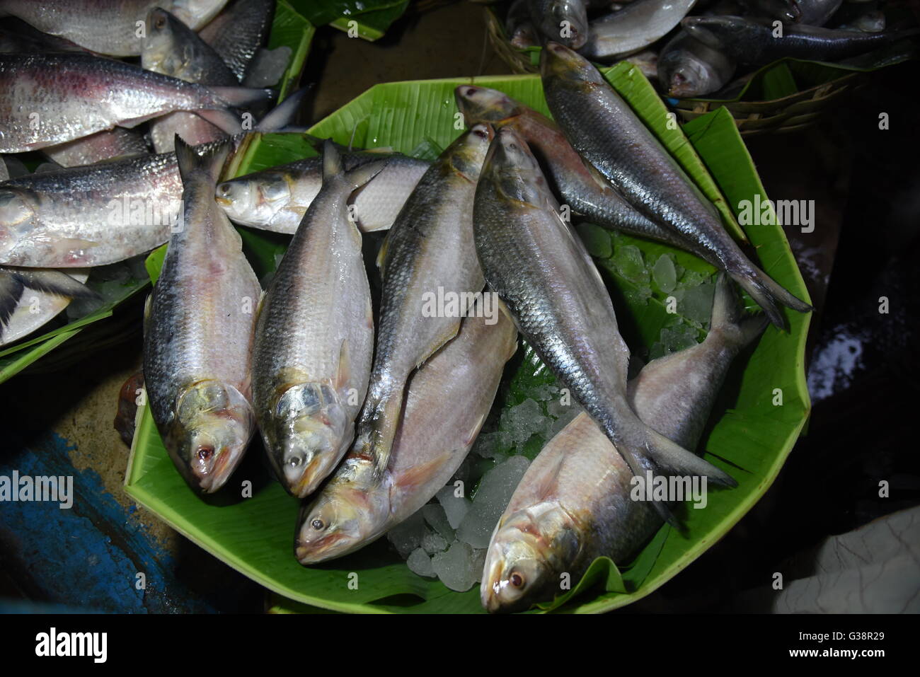 Kolkata, India. 09th June, 2016. Huge quantities of hilsa fish have ...