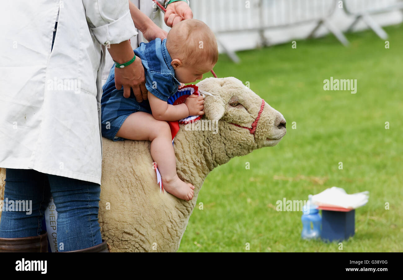 Prize Winning Sheep Stock Photos & Prize Winning Sheep Stock Images - Alamy