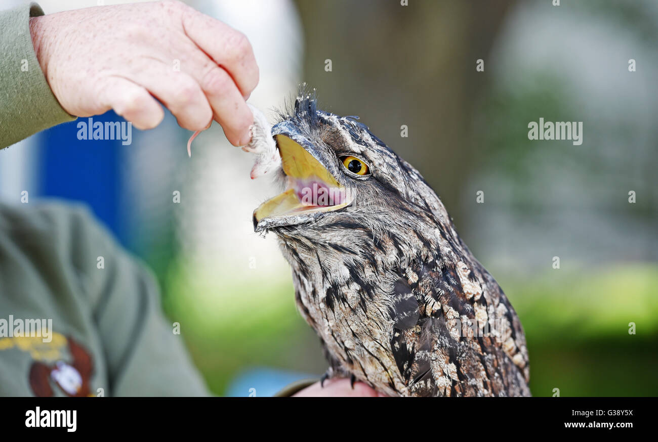 Owls eating prey hi-res stock photography and images - Alamy
