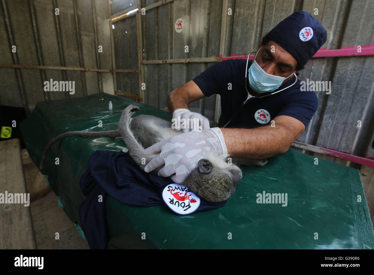 Hamas movements hi-res stock photography and images - Alamy
