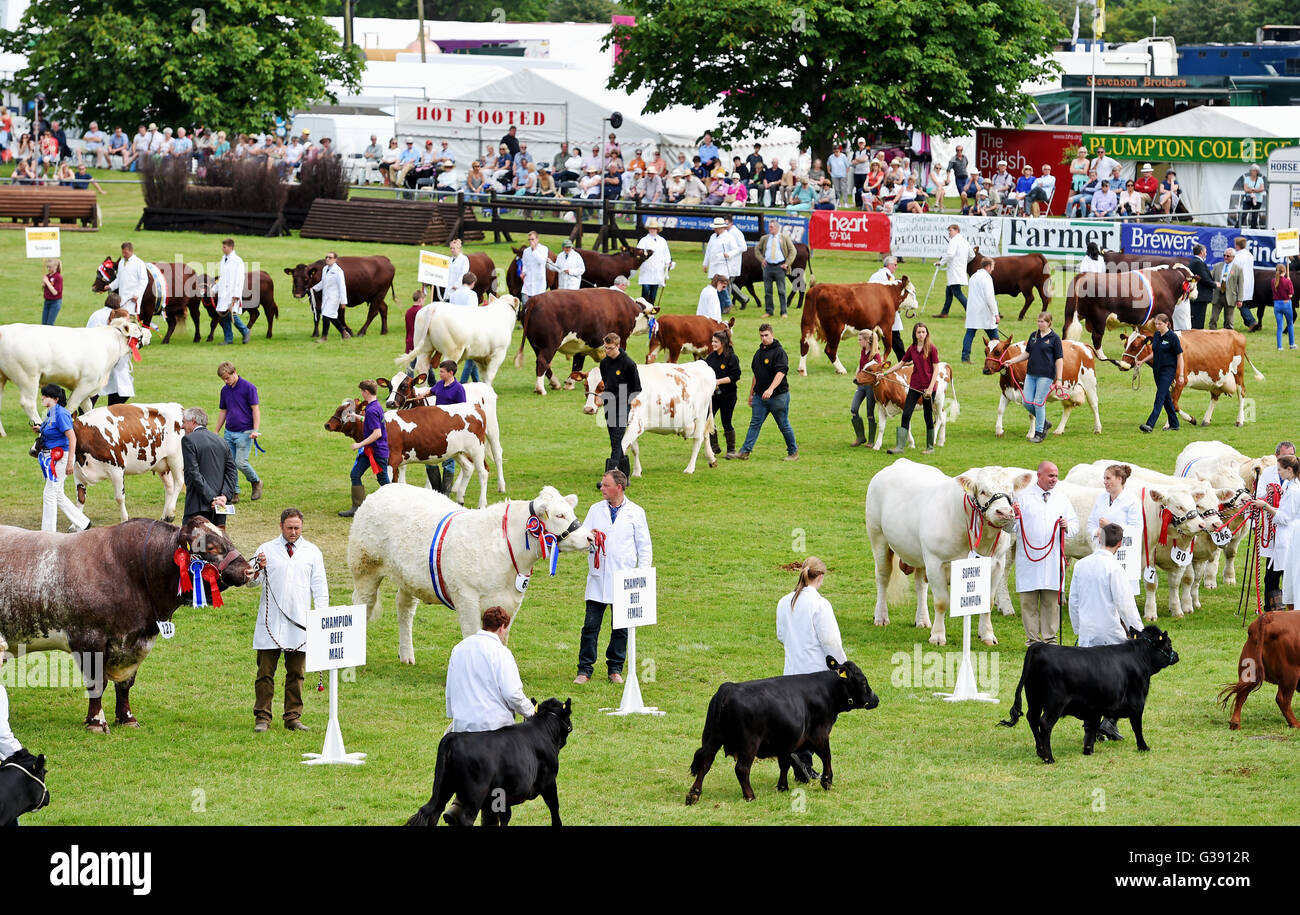 Ardingly Showground High Resolution Stock Photography and Images - Alamy