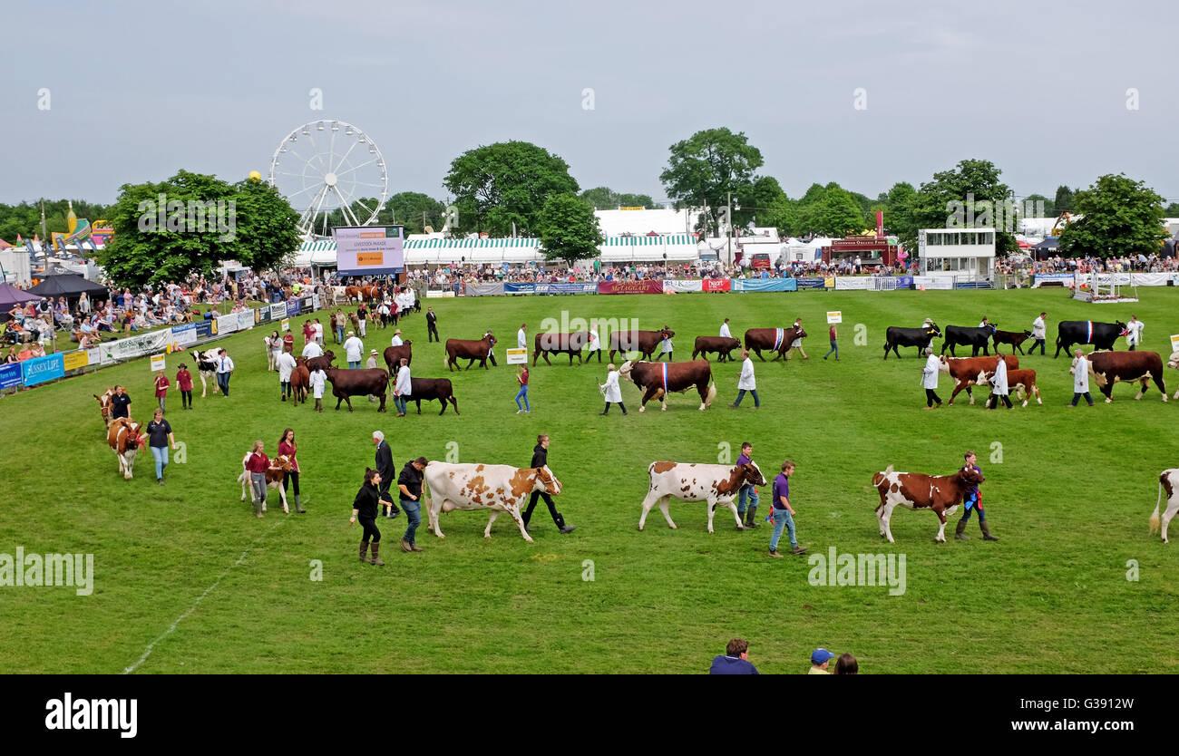 Ardingly showground hi-res stock photography and images - Alamy