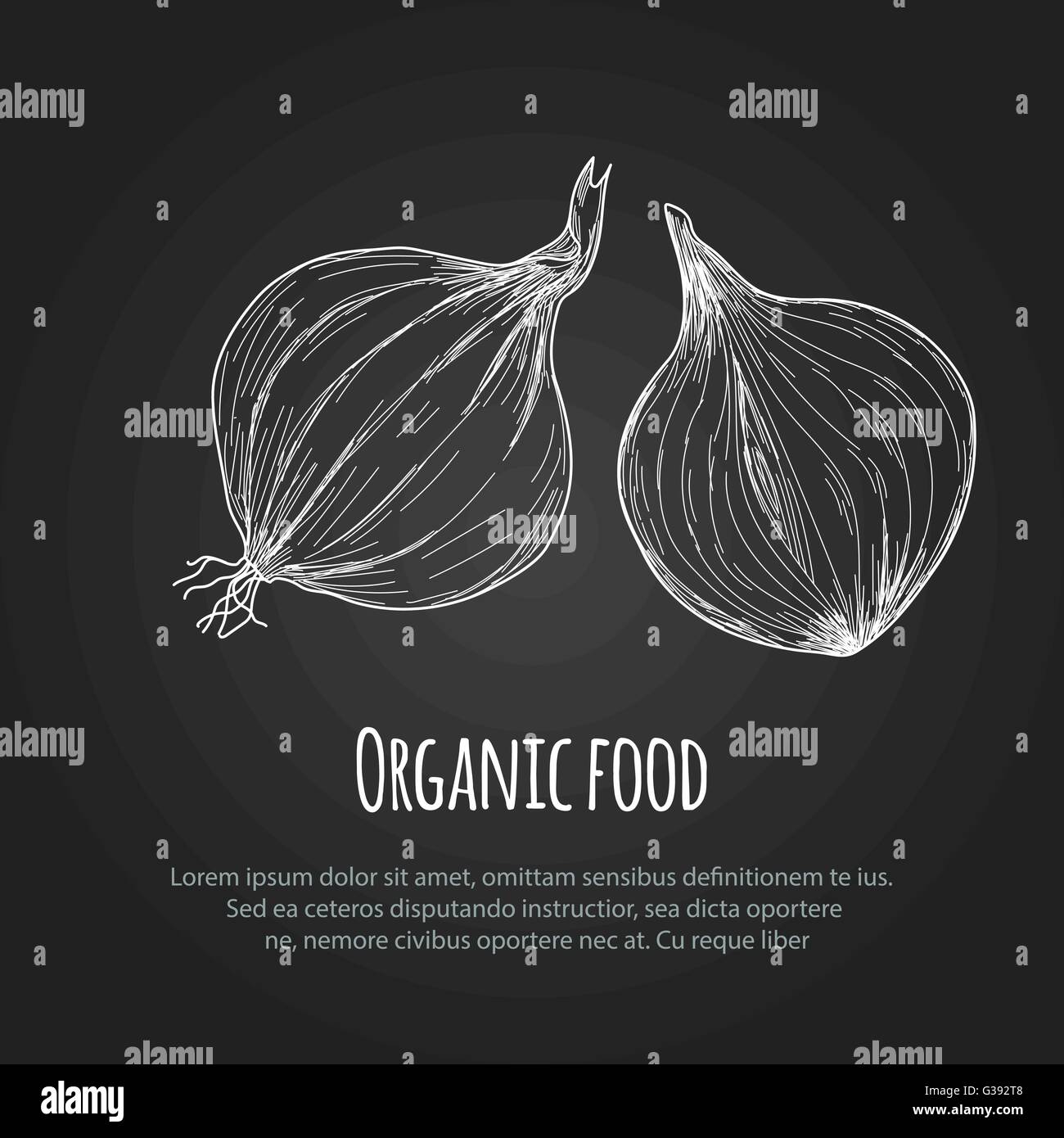 Hand drawn onion over white background Stock Vector Image & Art - Alamy
