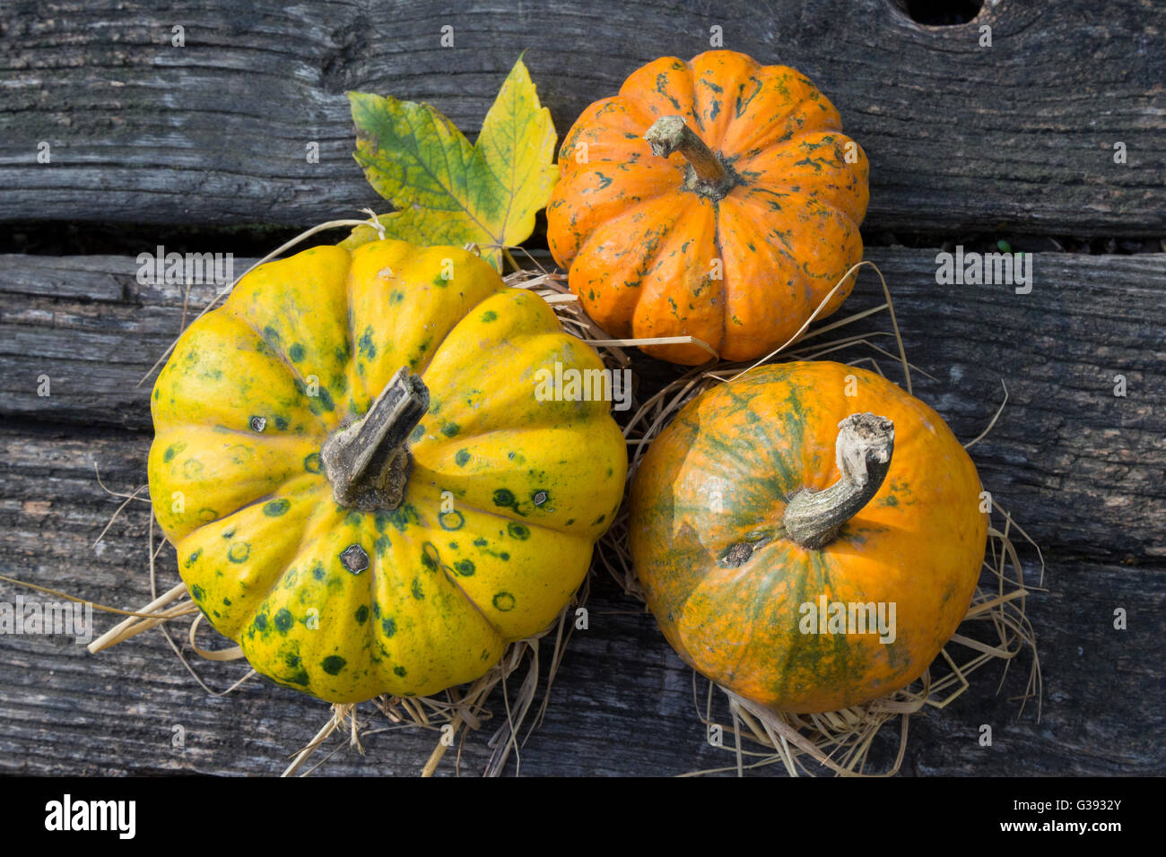 Different colored gourds hi-res stock photography and images - Alamy