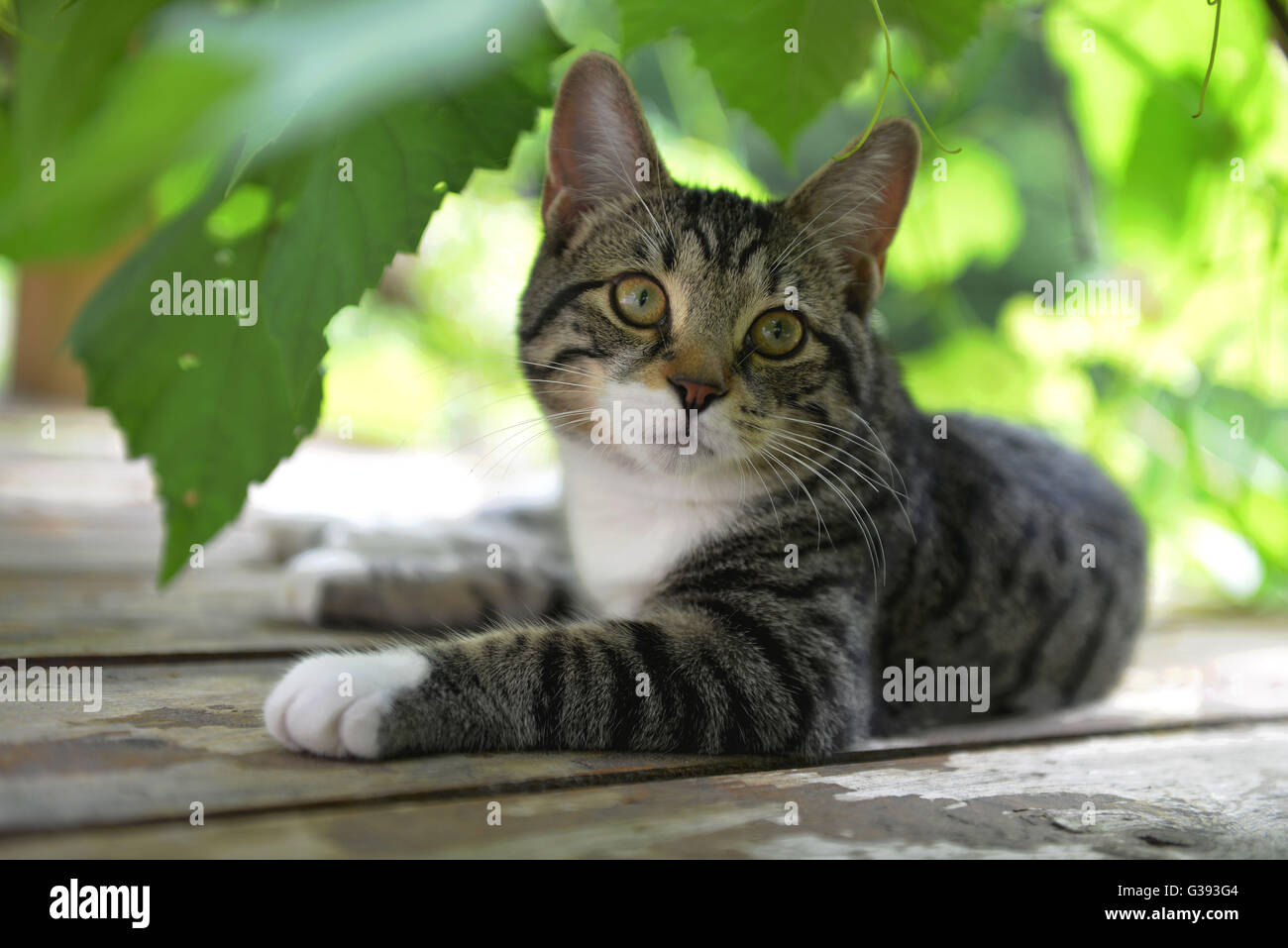 Domestic cat hi-res stock photography and images - Alamy