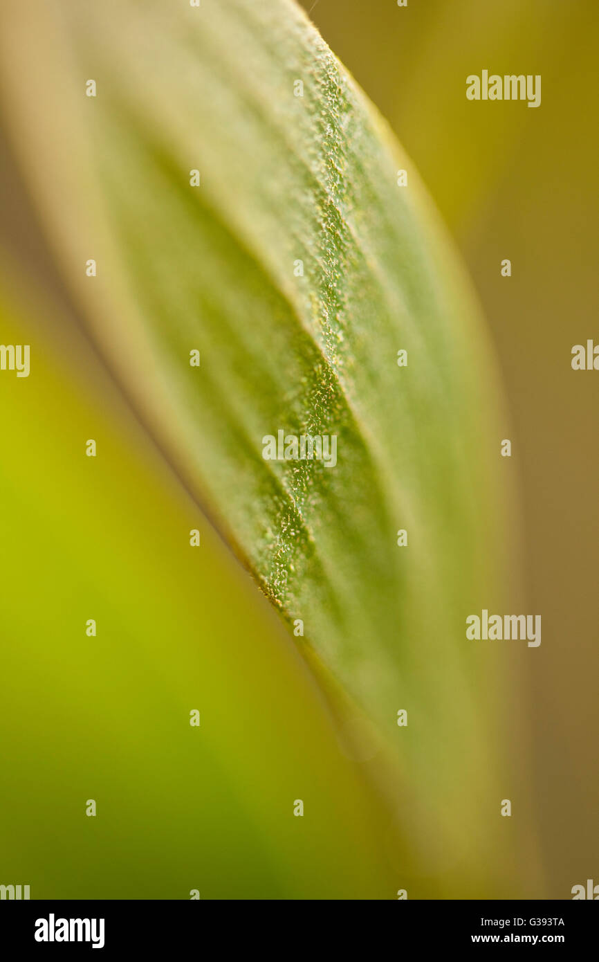 Koa leaf hi-res stock photography and images - Alamy