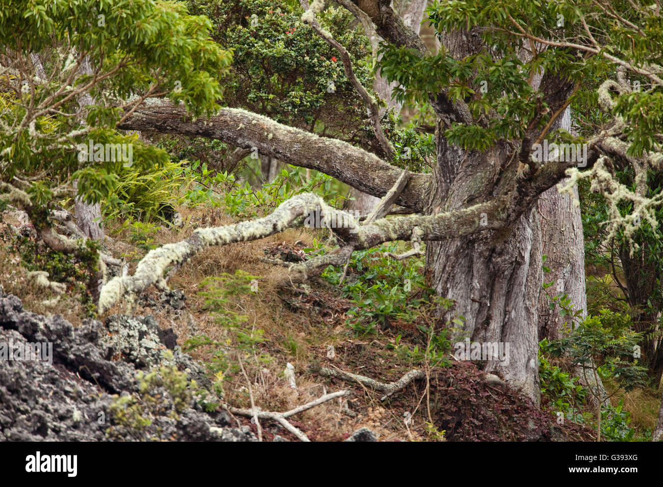 Koa tree, The Nature Conservancy, Kona Hema Preserve, Honomalino, South ...