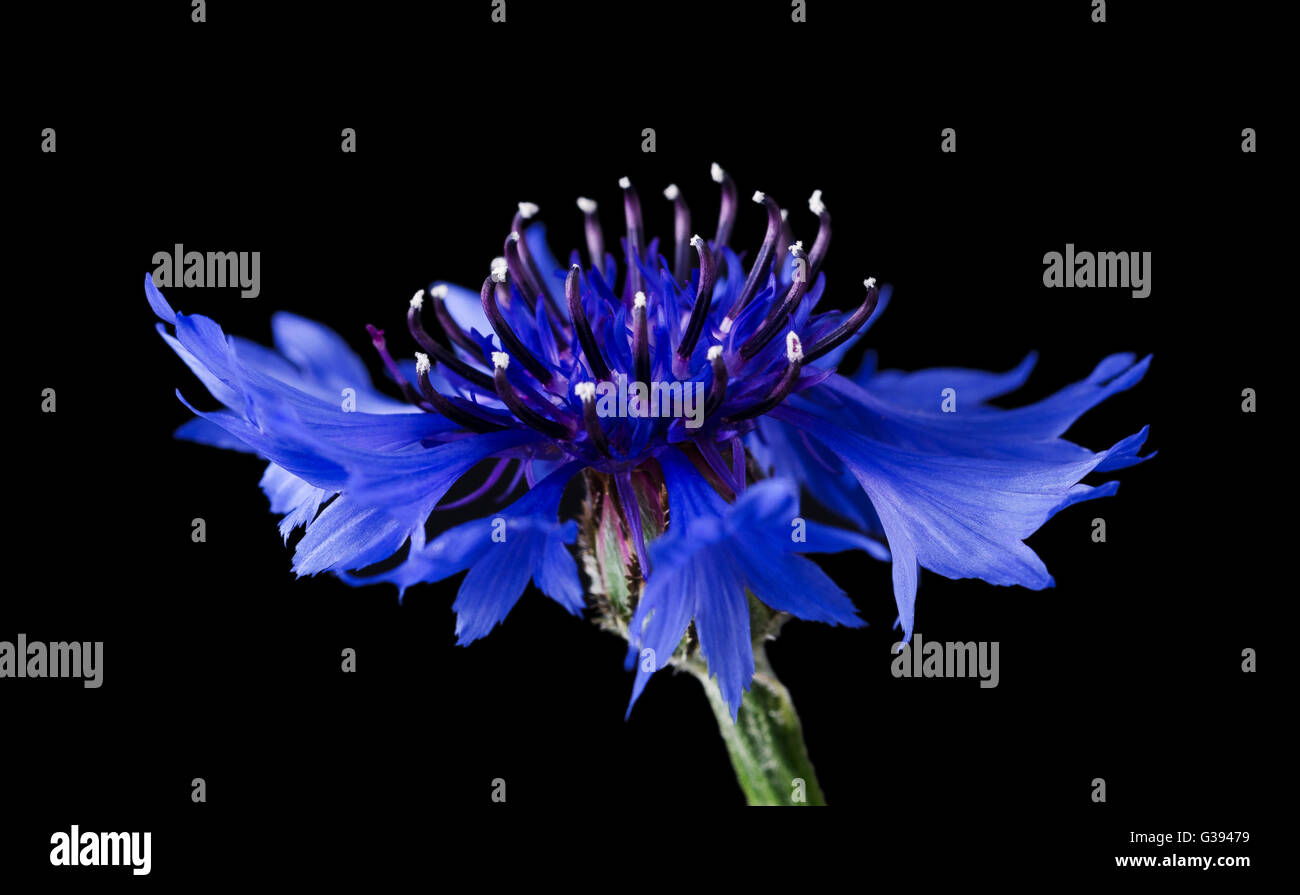 Cornflower side view on black background. Centaurea cyanus from the ...