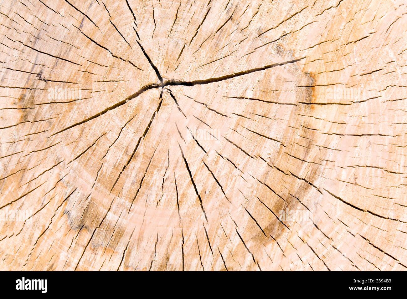 Texture of tree stump as background Stock Photo - Alamy