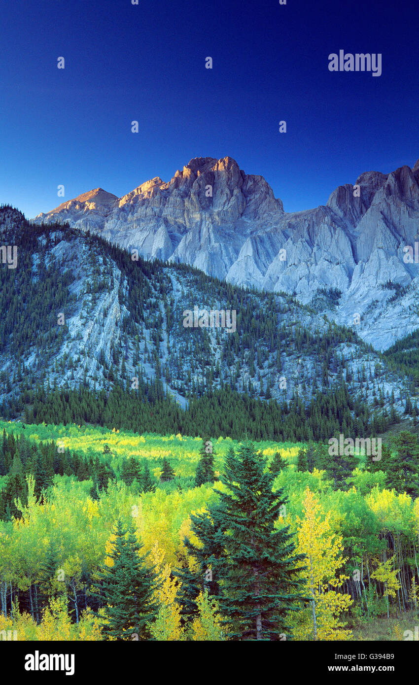 Aspen trees and Mountains in Autumn, Banff National Park, Alberta ...