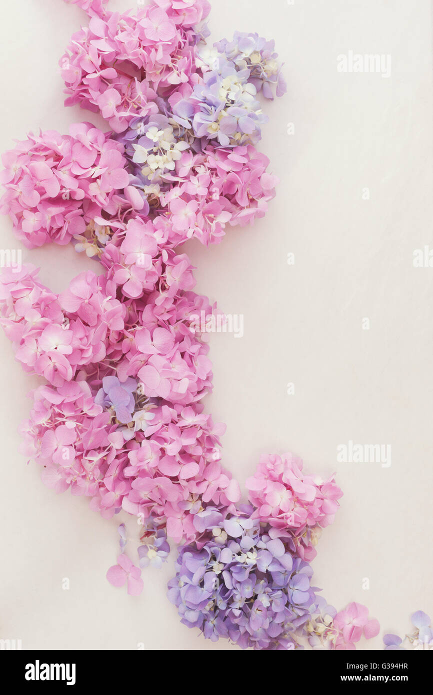 Hydrangeas flower. Beautiful floral background with different soft ...