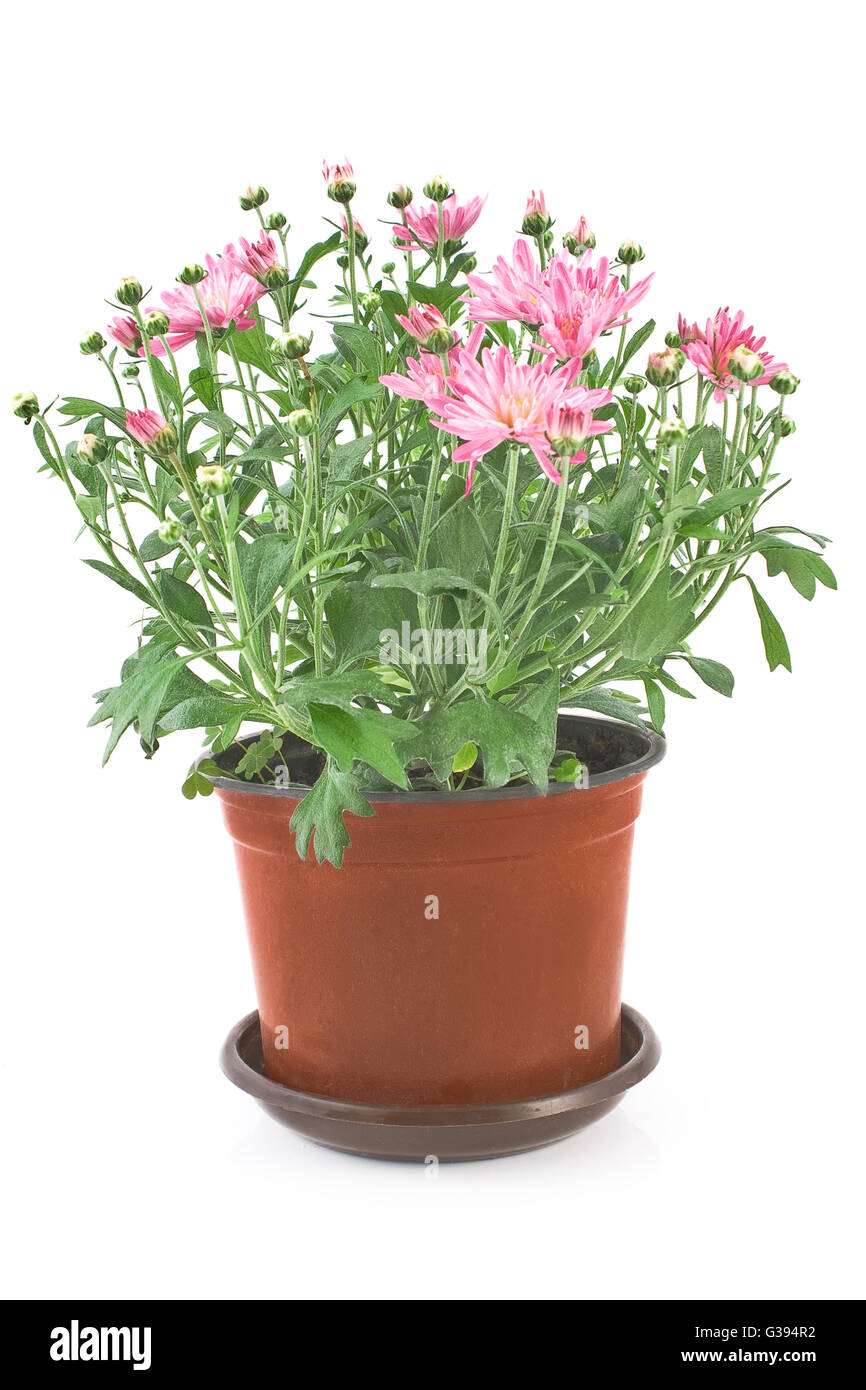 Chrysanthemum flowers in pot hi-res stock photography and images - Alamy