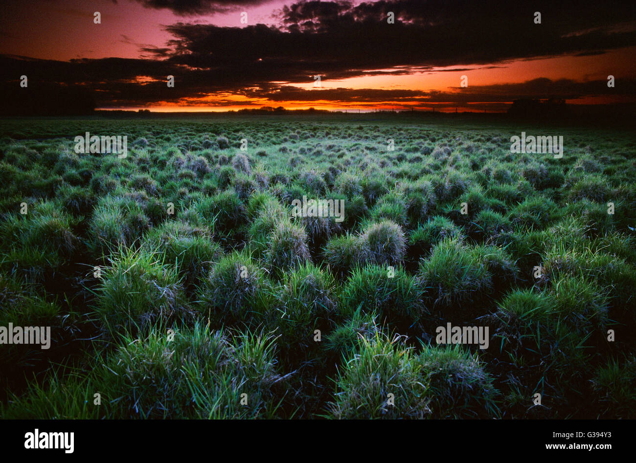 In prairie slough hi-res stock photography and images - Alamy