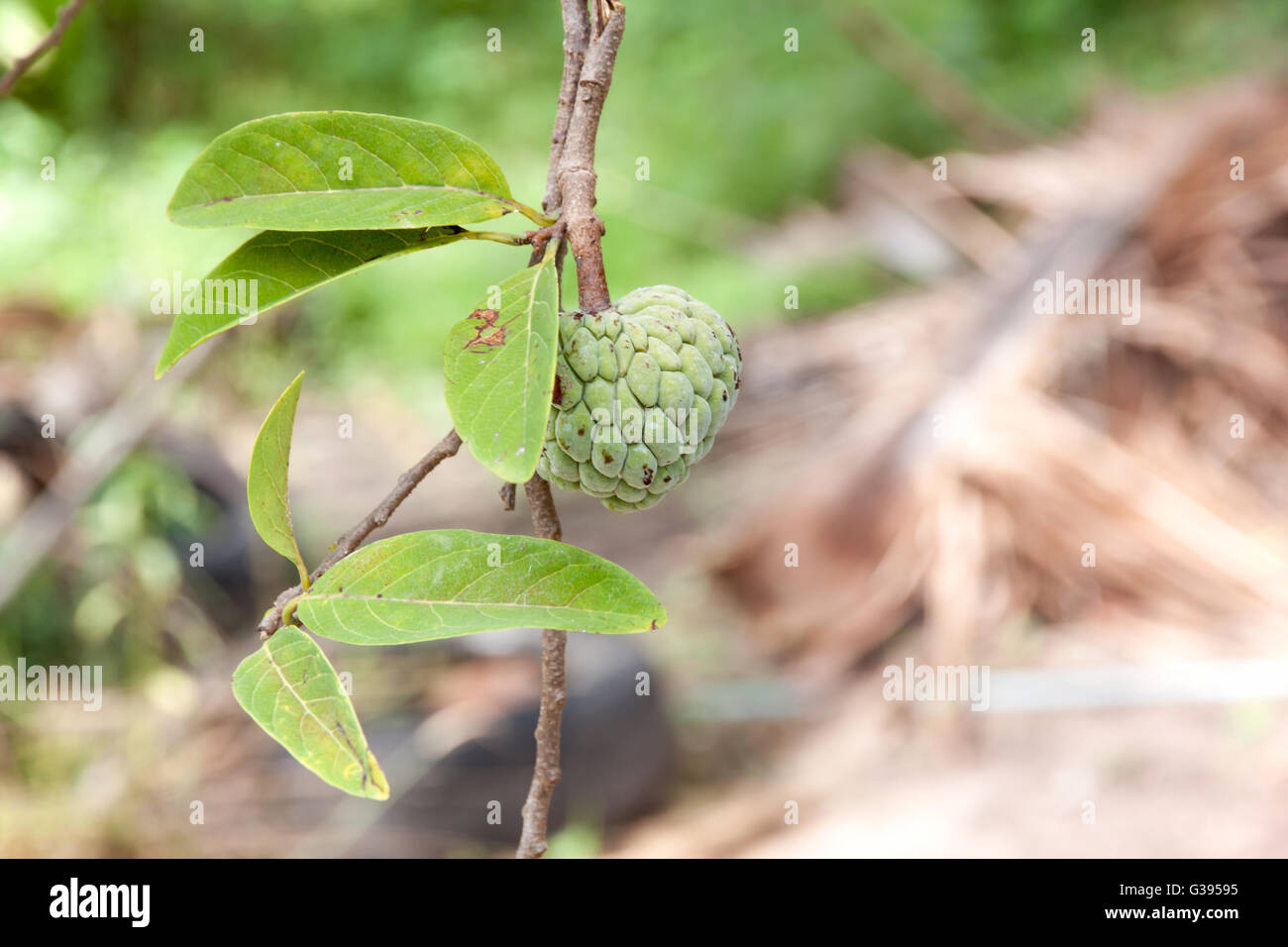 Custard apple fruit on tree hi-res stock photography and images - Alamy