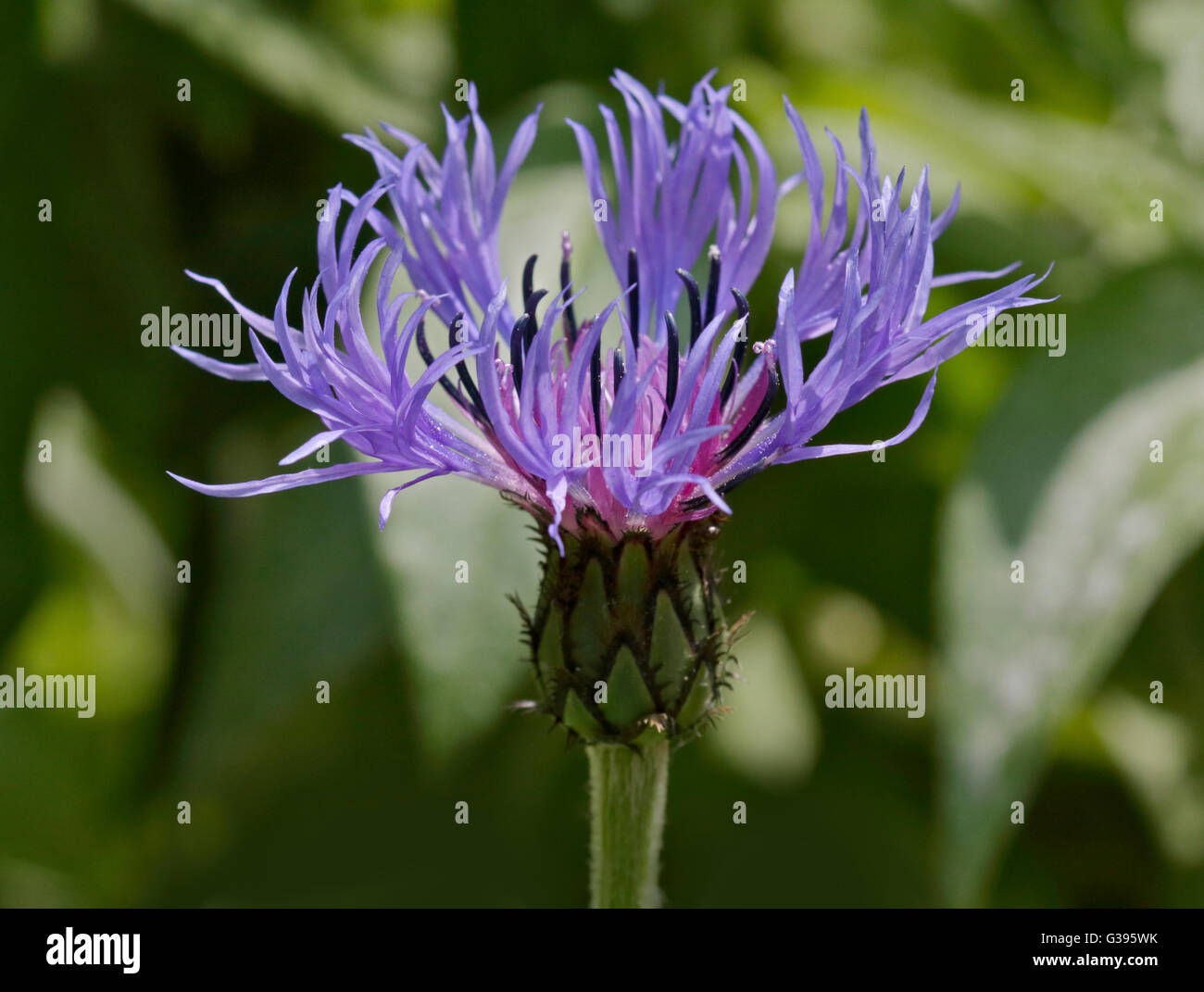 Centaurea Montana (Cornflower/Mountain Bluet Stock Photo - Alamy