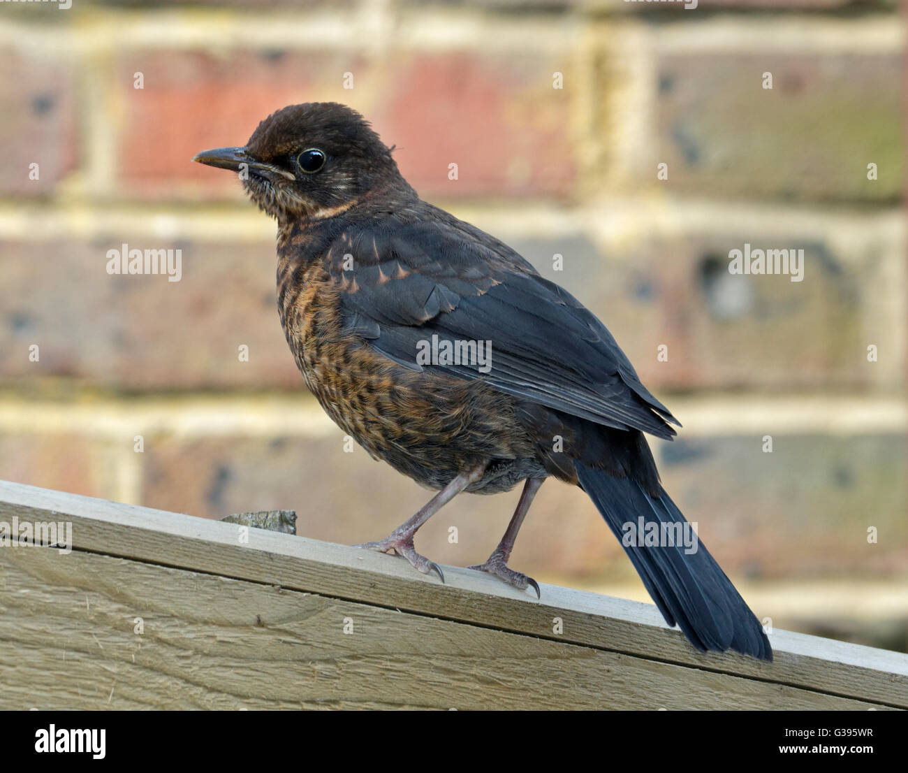 Blackbird Fledgling (turdus merula), UK Stock Photo - Alamy