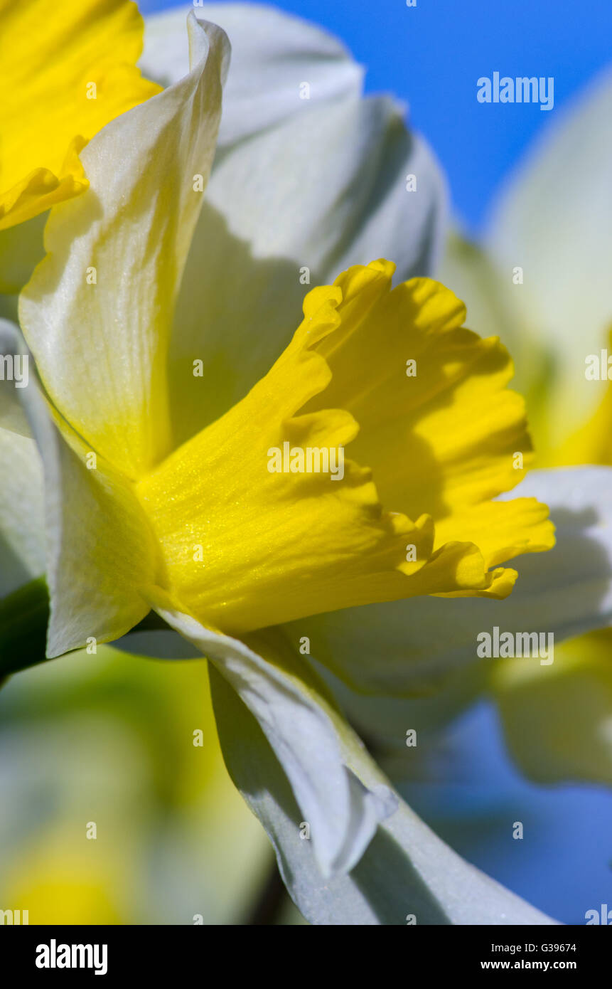 Daffodil blooms in the garden filmed in close-up Stock Photo - Alamy